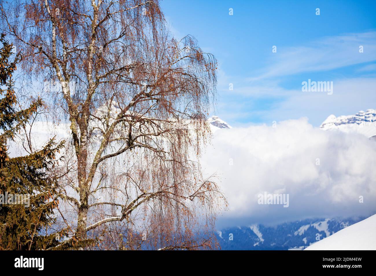 Birch tree over the Alpine mountain peaks of Mont Blanc Stock Photo - Alamy