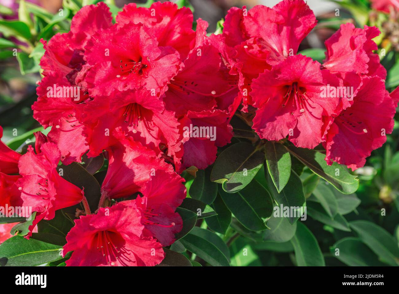 Pink flowers of Rhododendron in the garden market shop Stock Photo - Alamy