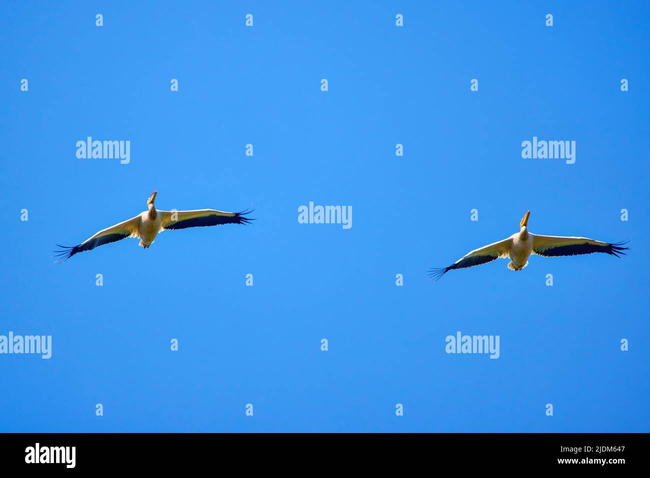 Images with pelicans from the natural environment, Danube Delta Nature ...