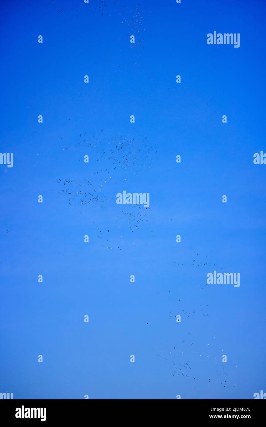 Images with pelicans from the natural environment, Danube Delta Nature ...