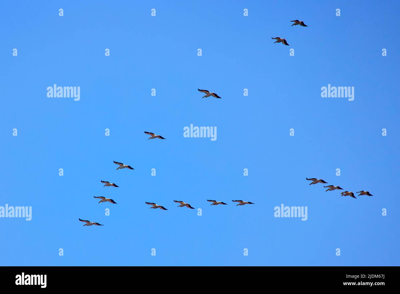 Images with pelicans from the natural environment, Danube Delta Nature ...