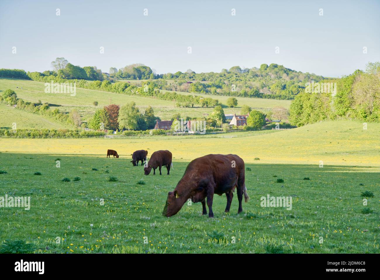 cows grazing green grasses in farm land during warm summer sunset Kent ...