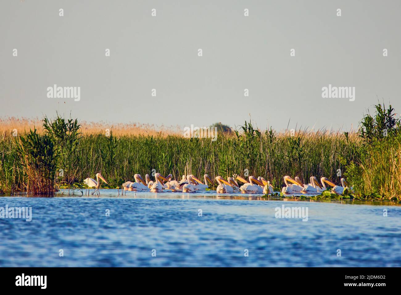 Images with pelicans from the natural environment, Danube Delta Nature ...