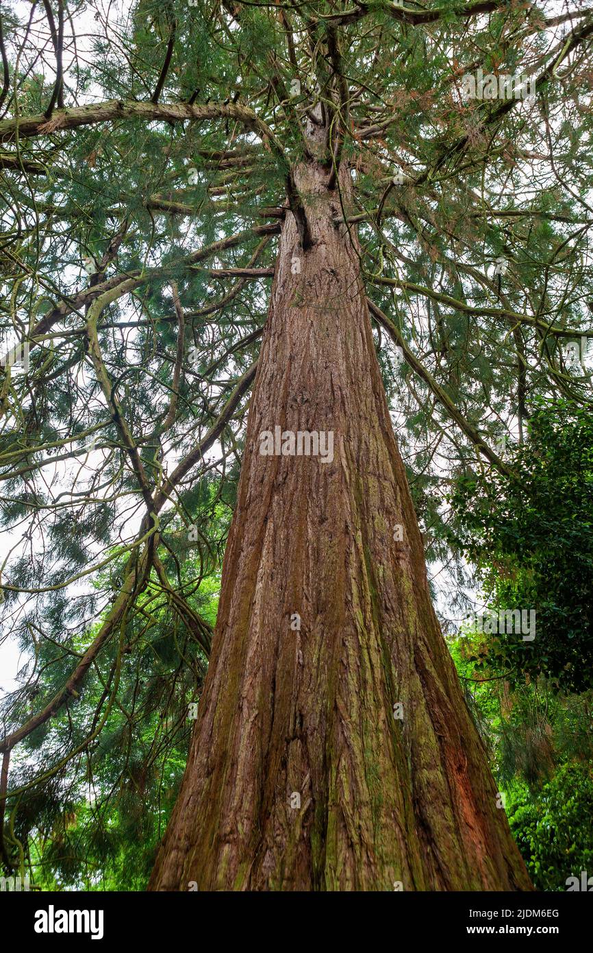 Coast Redwood in the garden of Leonardslee, Horsham, England, United ...
