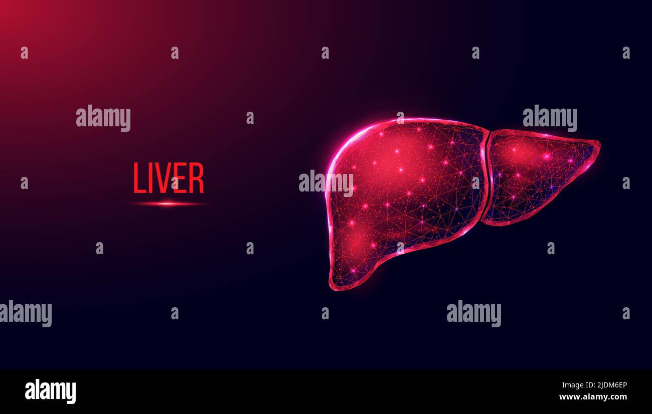 Human liver. Wireframe low poly style. Concept for medical, treatment ...