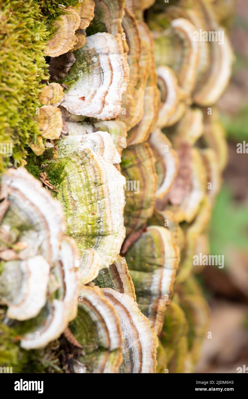 Coriolus versicolor, mushroom on a mossy tree stump Stock Photo - Alamy