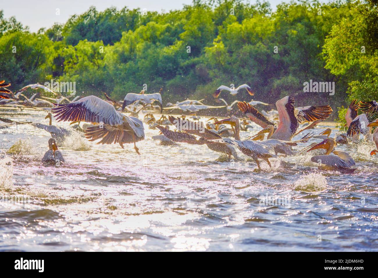 Images with pelicans from the natural environment, Danube Delta Nature ...