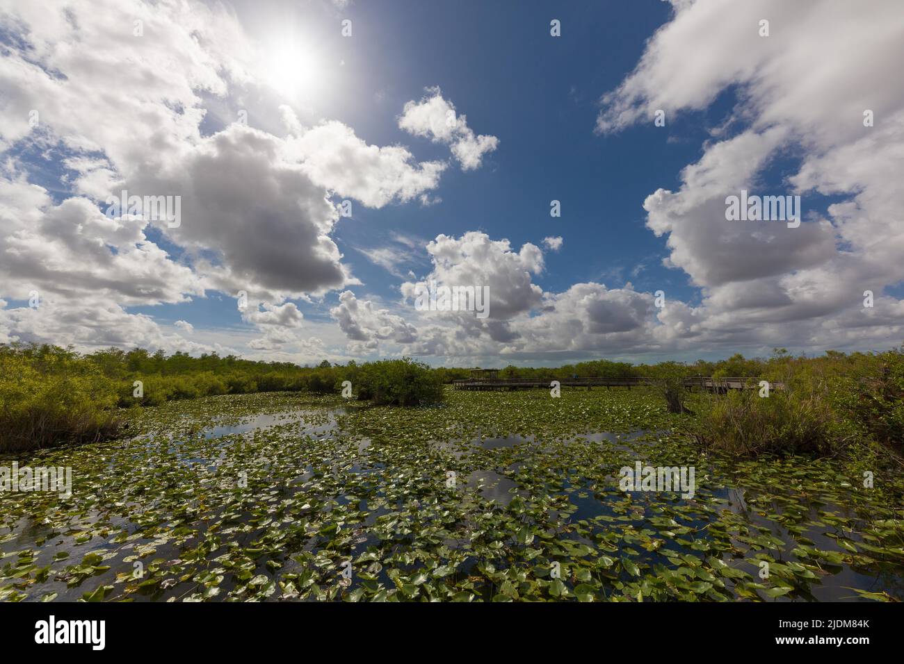 Everglades swamp landscape with blue sky and some clouds Stock Photo ...