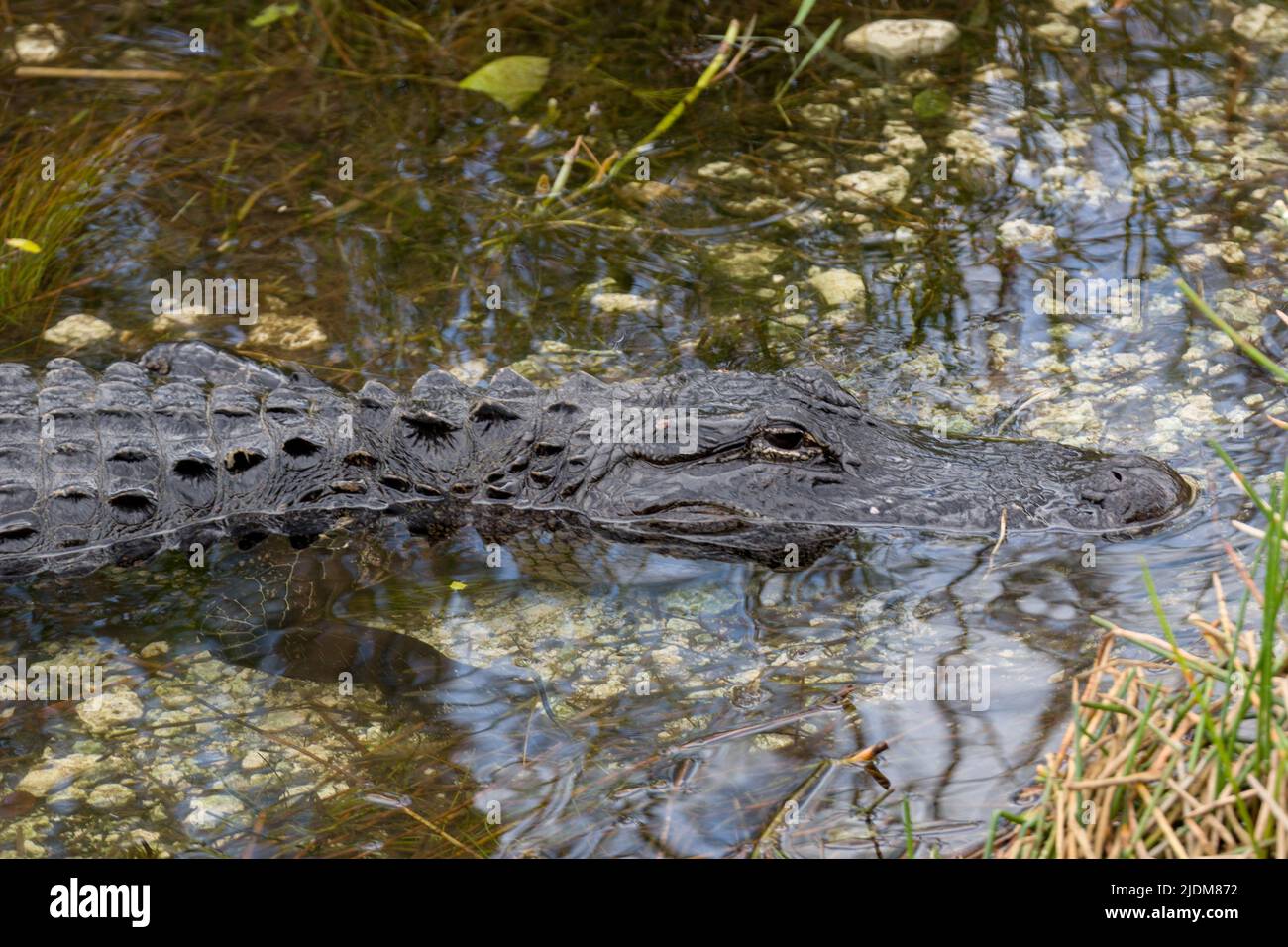 alligator swimming in swamp water Stock Photo - Alamy