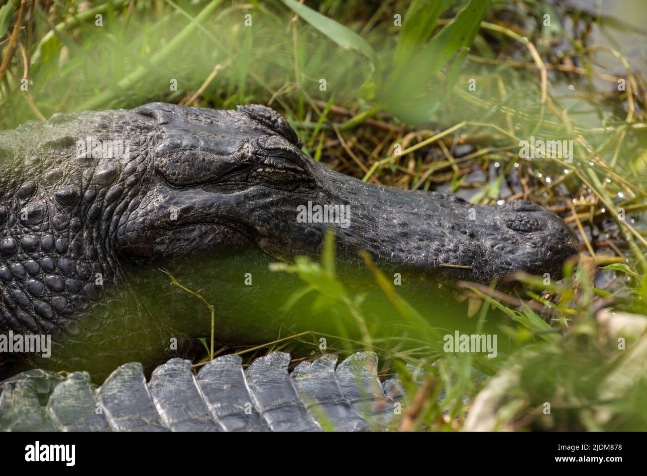 sleeping alligator in swamp water Stock Photo - Alamy