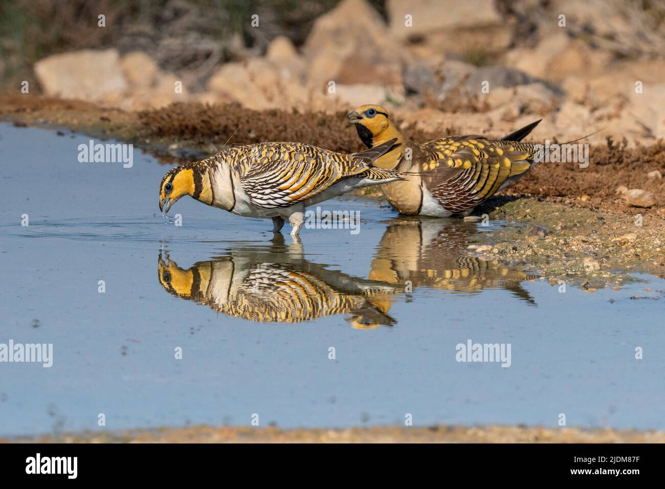 The pin-tailed sandgrouse (Pterocles alchata) is a medium large bird in ...