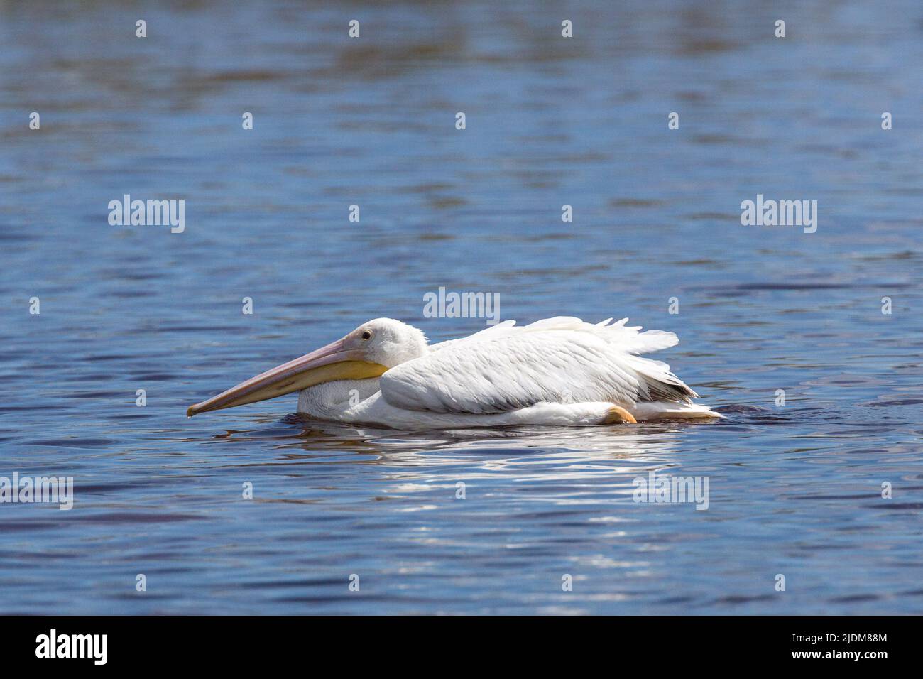 white old pelican swimming on water Stock Photo - Alamy