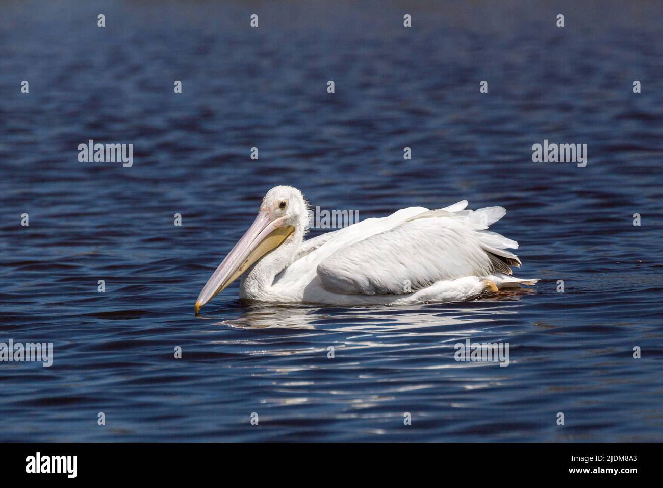 white old pelican swimming on water Stock Photo - Alamy