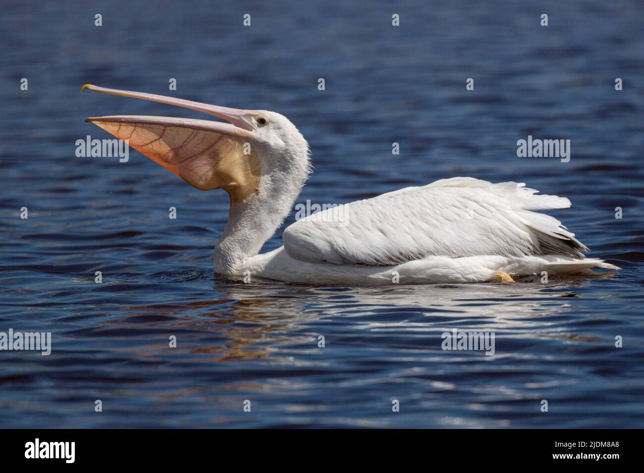 white old pelican swimming on water Stock Photo - Alamy