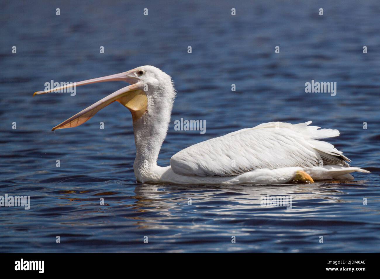 white old pelican swimming on water Stock Photo - Alamy