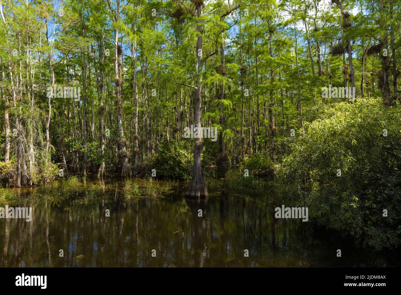 Everglades swamp landscape with water and forest Stock Photo - Alamy