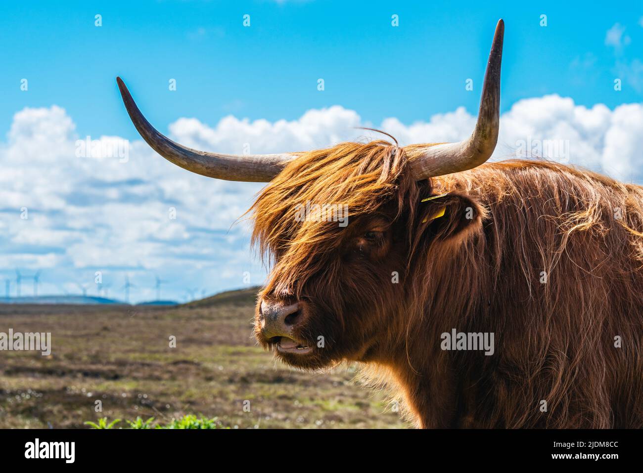 Highland Cattle,Scottish Highlands Stock Photo - Alamy