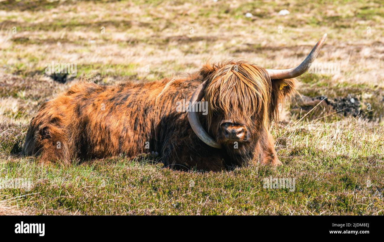 Highland Cattle,Scottish Highlands Stock Photo - Alamy