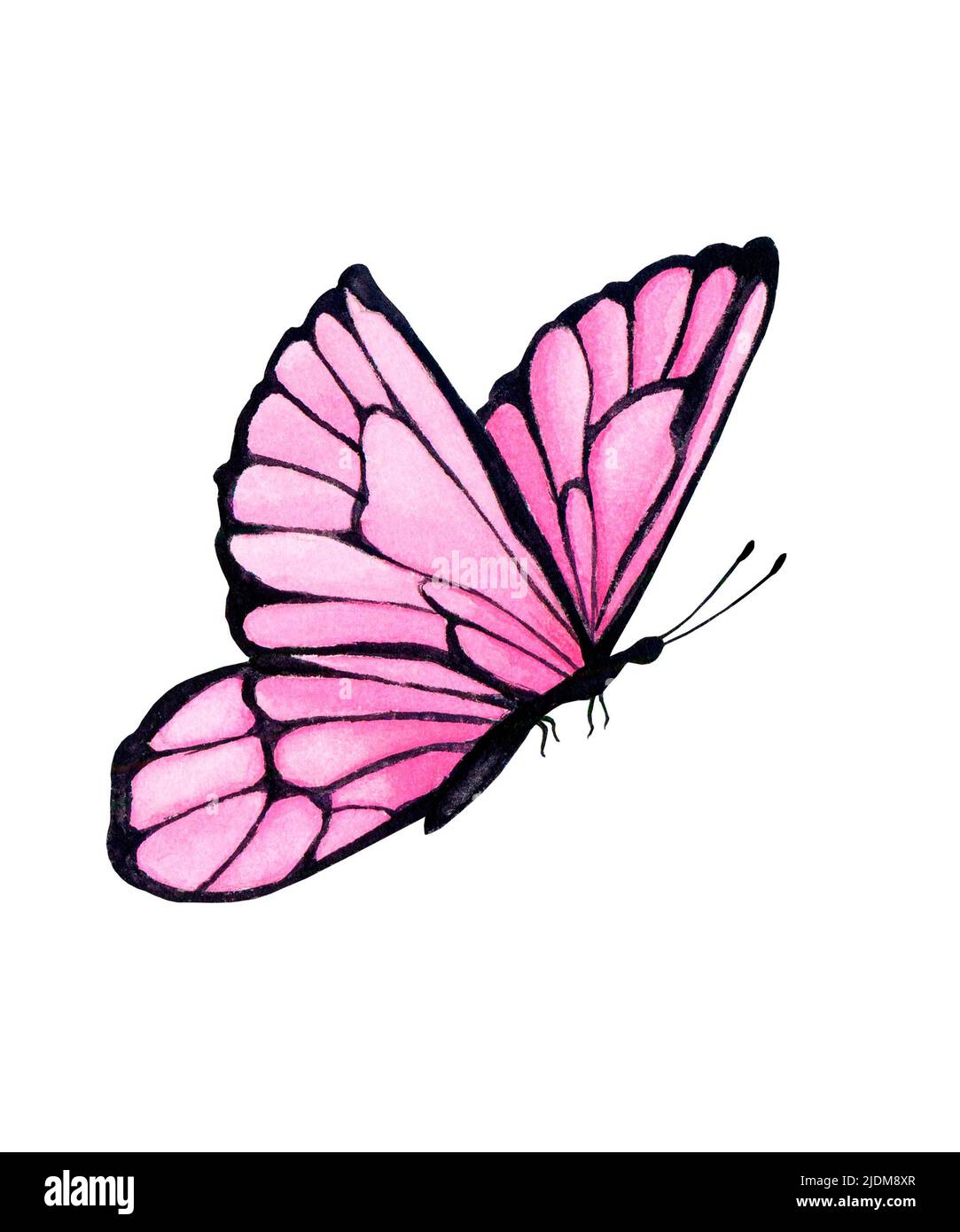 Flying Butterflies Clipart