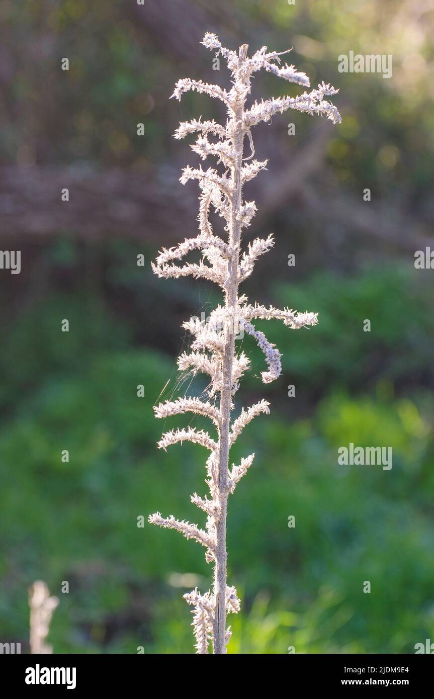 Wildflower of Israel Stock Photo - Alamy