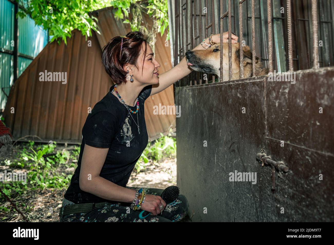Dog at the shelter. Animal shelter volunteer feeding the dogs. Lonely ...