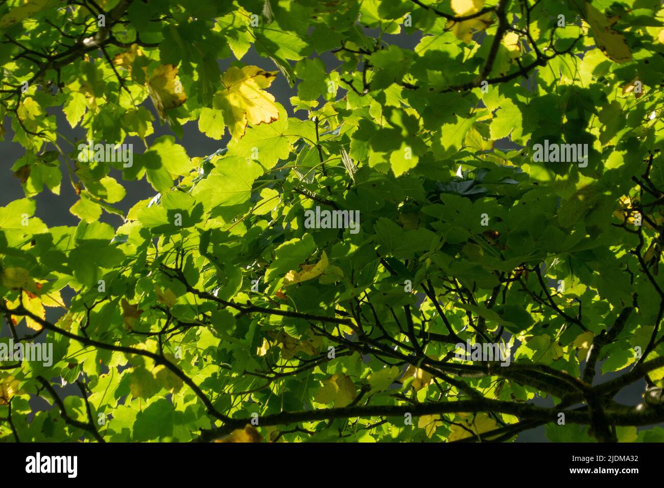 Detail of backlight Tree leaves Stock Photo - Alamy
