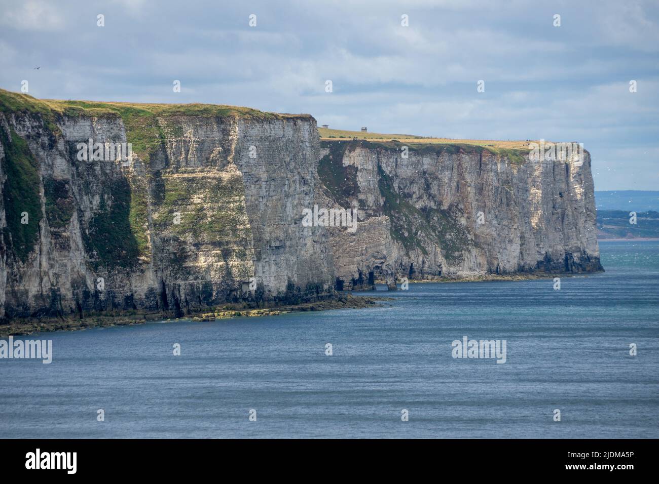 Bempton Cliffs focused Scale Nab where the Gannets mainly nest, North ...