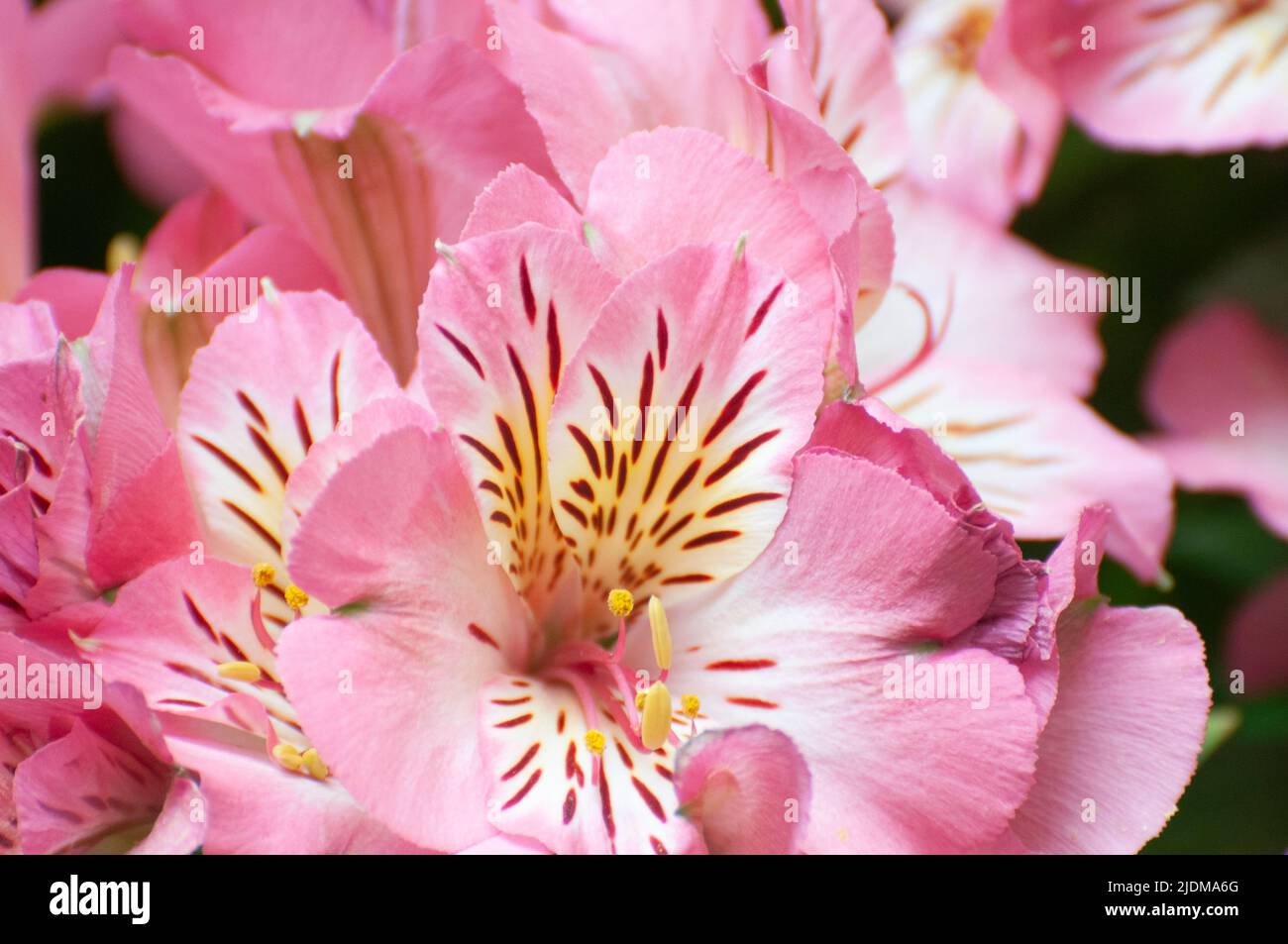 Pink Alstroemeria Cultivar commonly called the Peruvian lily or lily of ...