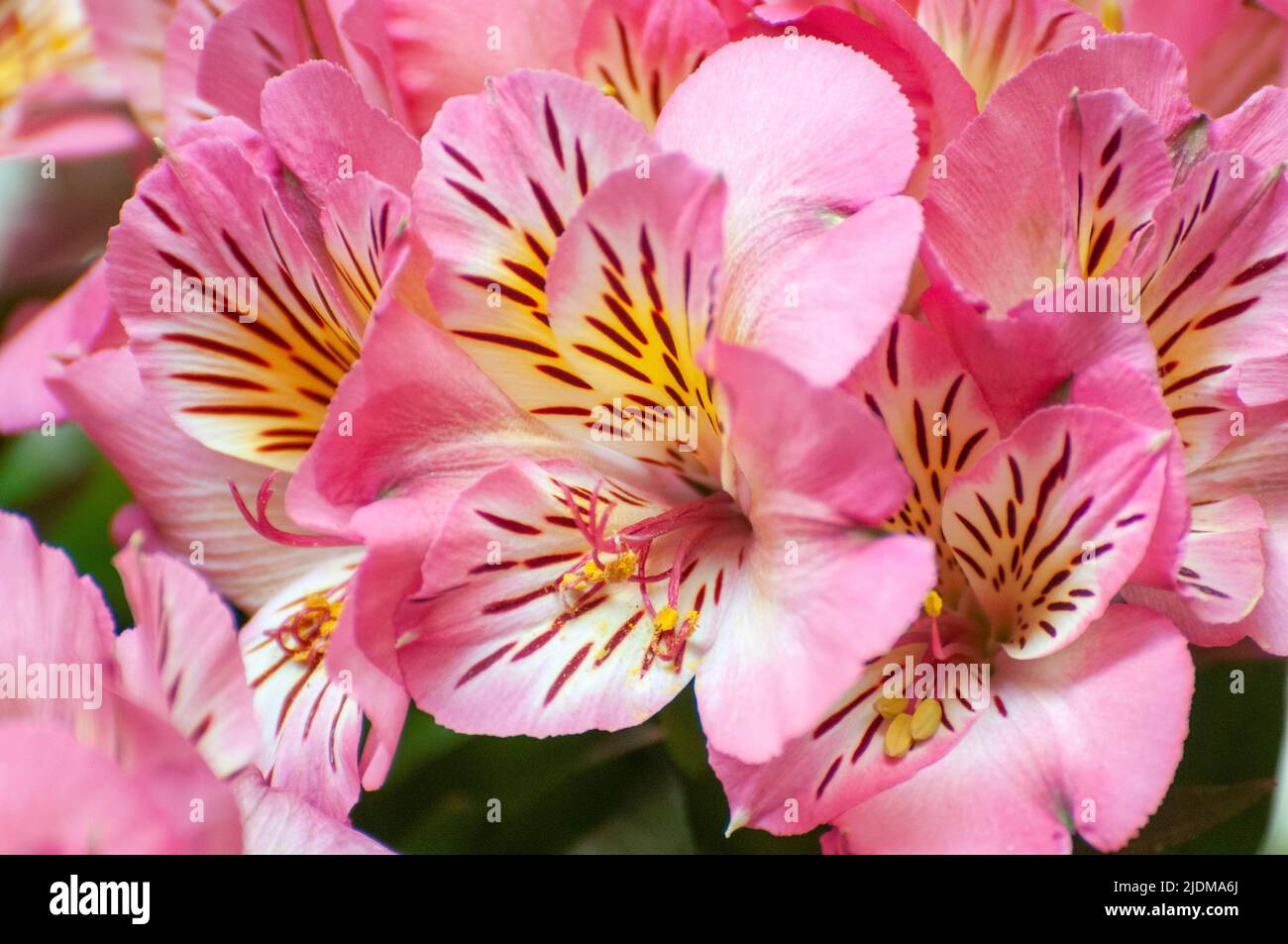 Pink Alstroemeria Cultivar commonly called the Peruvian lily or lily of ...