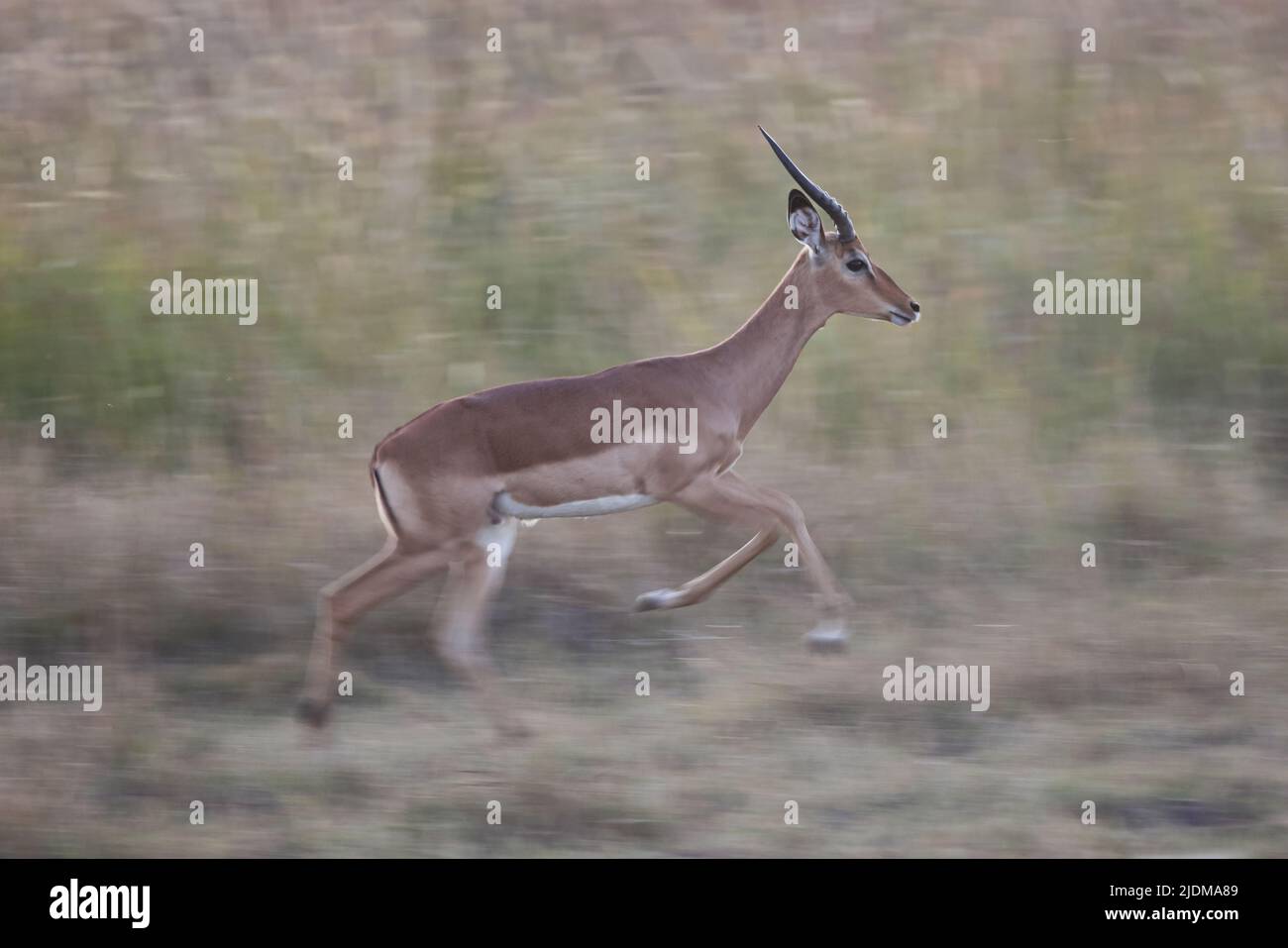Running impala hi-res stock photography and images - Alamy