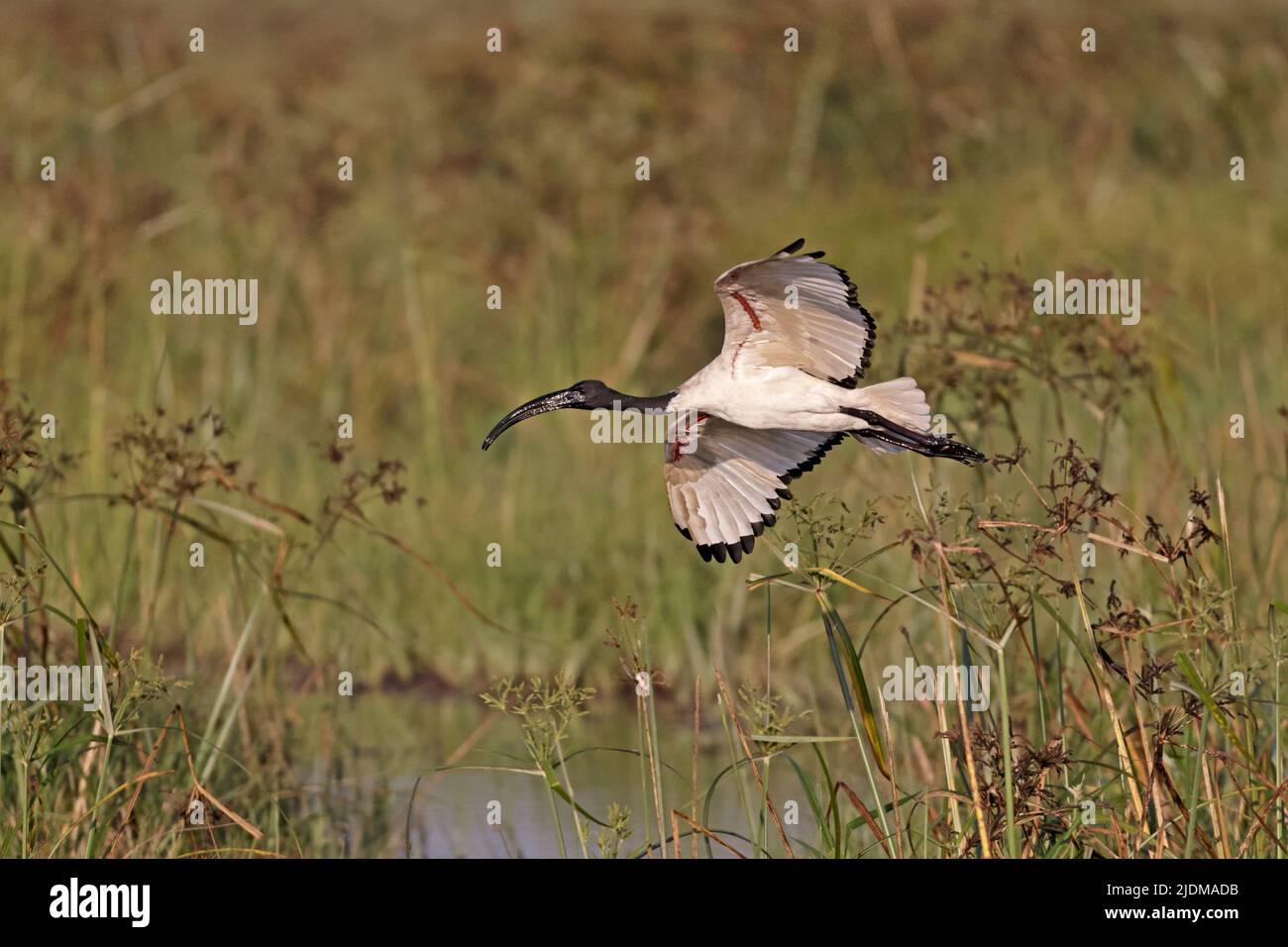 Sacred Ibis in Flight at Moremi Botswana Stock Photo - Alamy