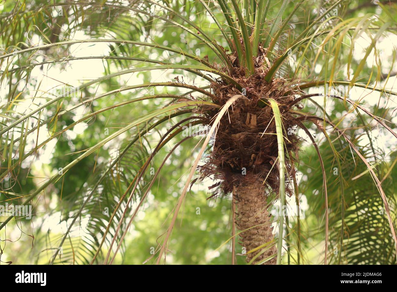Beautiful tropical palm tree growing in the sunny garden Stock Photo ...