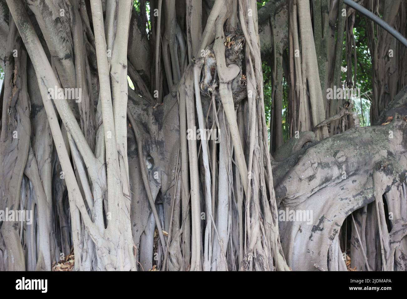 Strangler fig tree with many exposed roots Stock Photo - Alamy