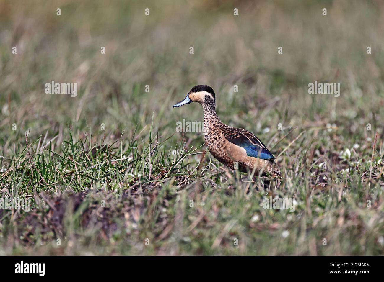 Hottentota hi-res stock photography and images - Alamy