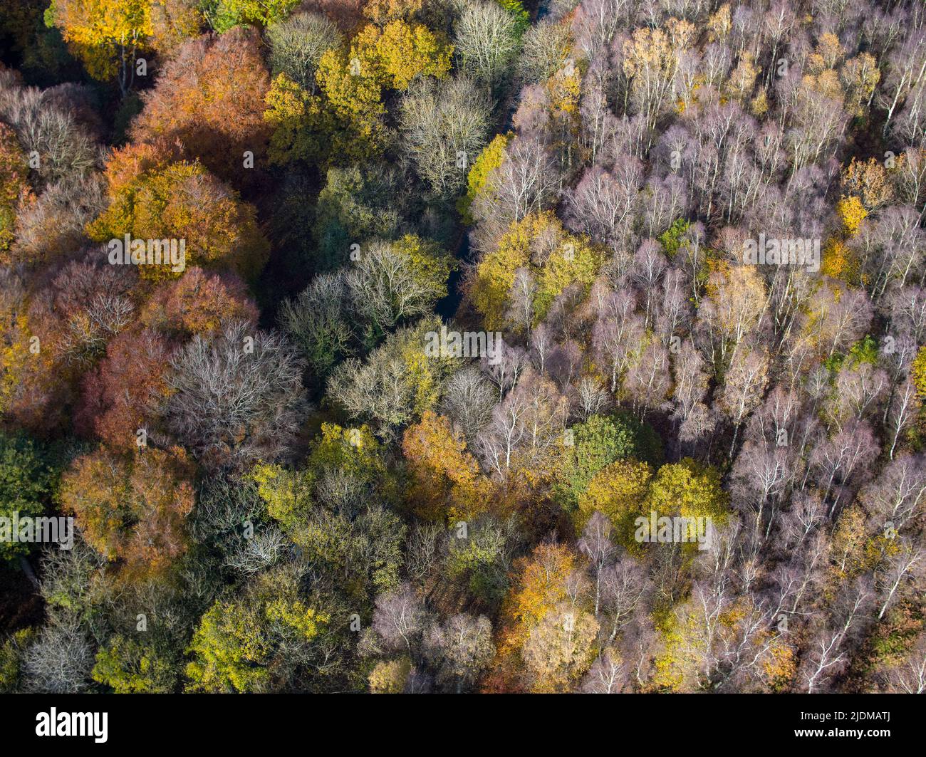 Aerial view of tree tops in various stage of colour though Autumn Stock ...
