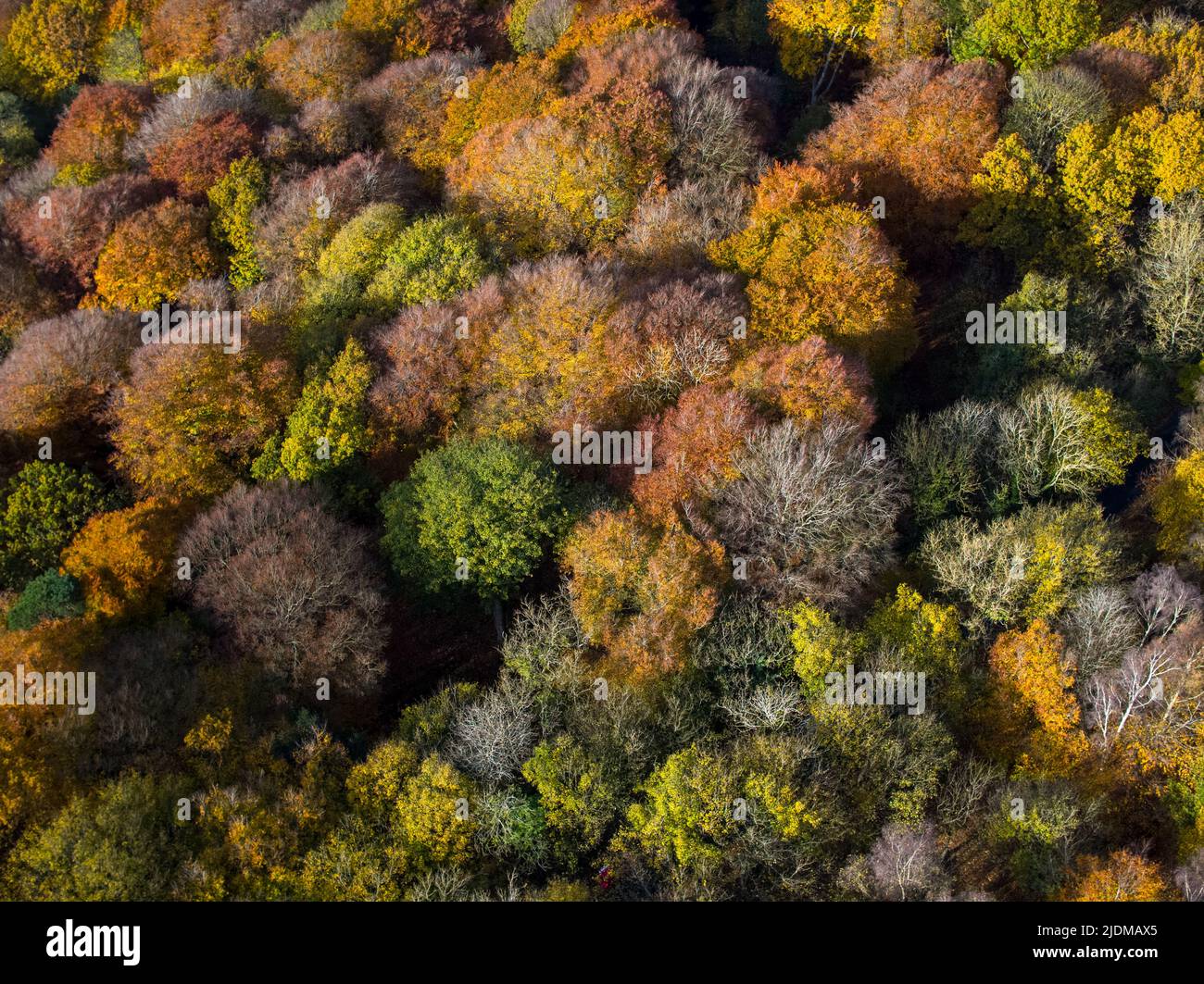 Aerial view of tree tops in various stage of colour though Autumn Stock ...