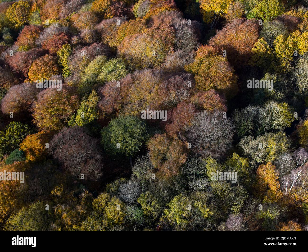 Aerial view of tree tops in various stage of colour though Autumn Stock ...