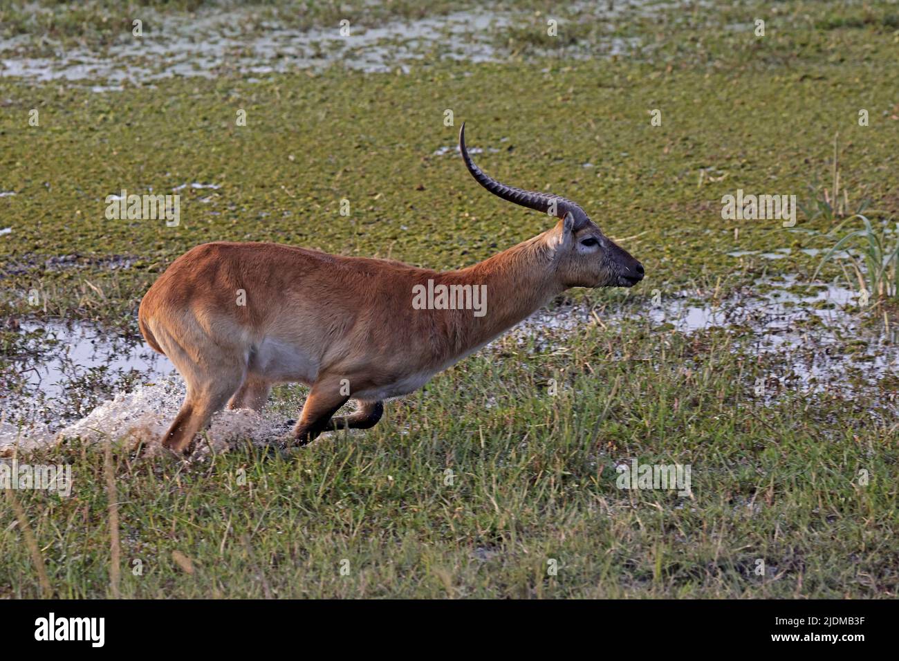 Male running in hi-res stock photography and images - Alamy