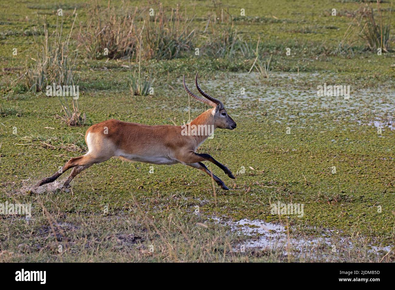 Male running in hi-res stock photography and images - Alamy