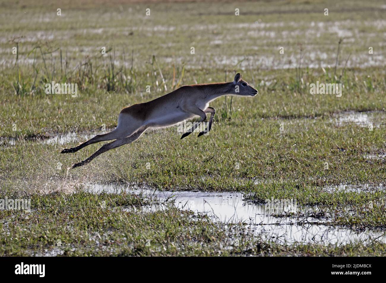 Female lechwe hi-res stock photography and images - Alamy