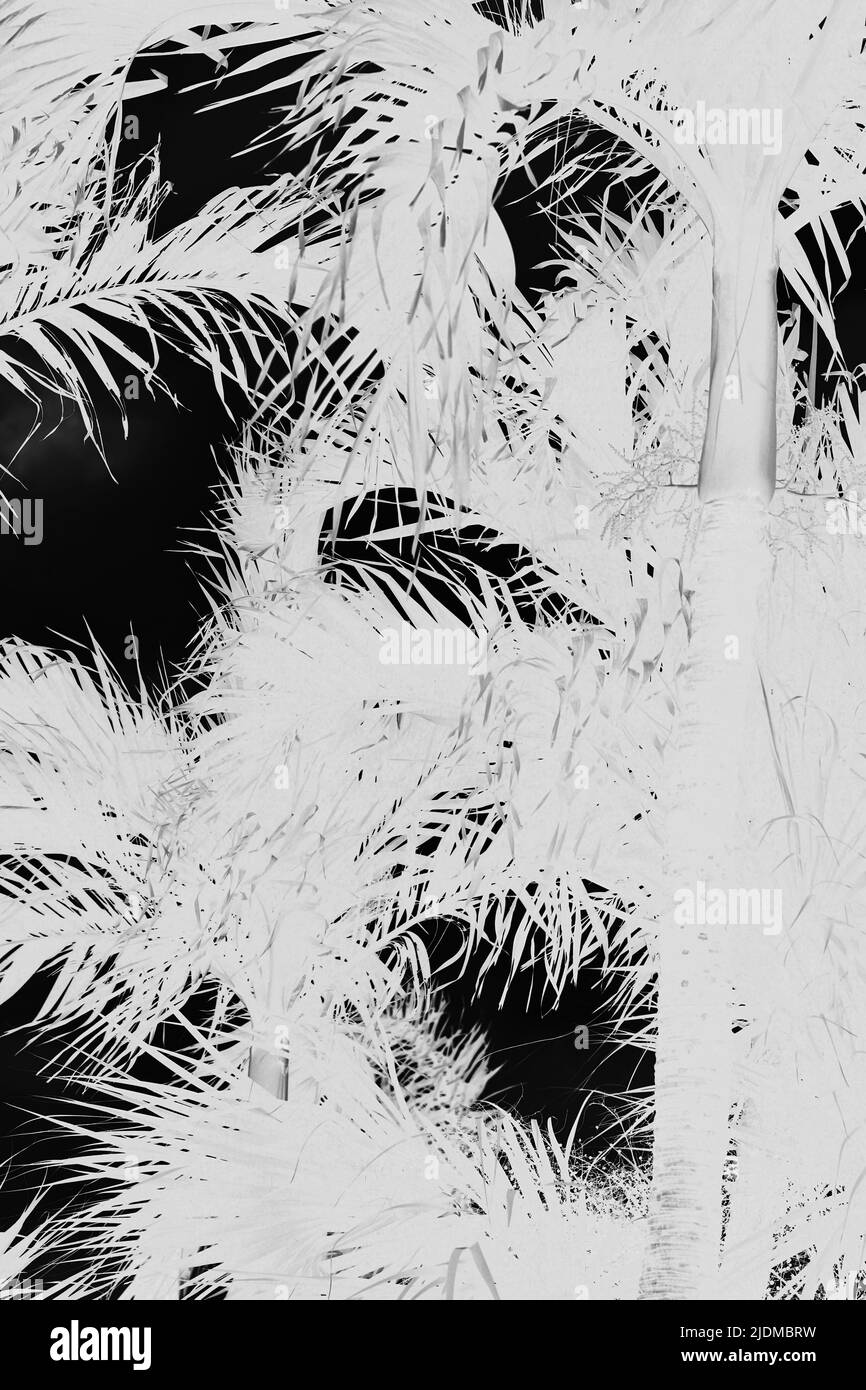 Beautiful tropical palm trees growing in the Florida jungle in black ...