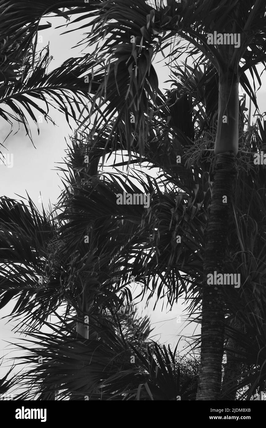 Beautiful tropical palm trees growing in the Florida jungle in black ...