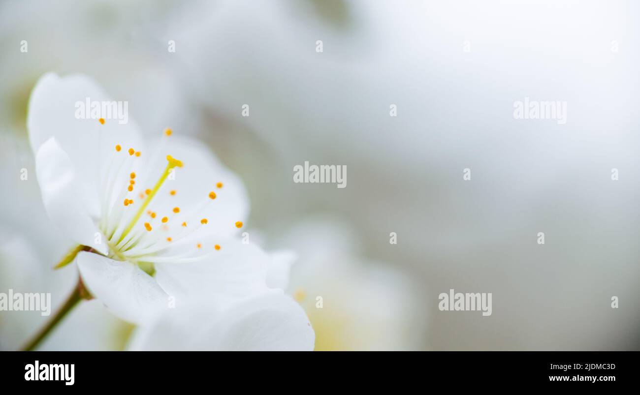 White cherry flowers on a branch on a sunny day on a light background ...