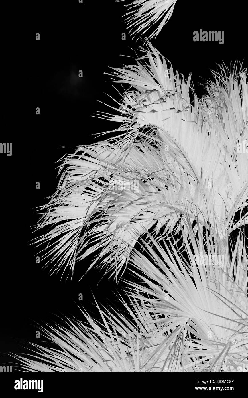 Beautiful tropical palm trees growing in the Florida jungle in black ...