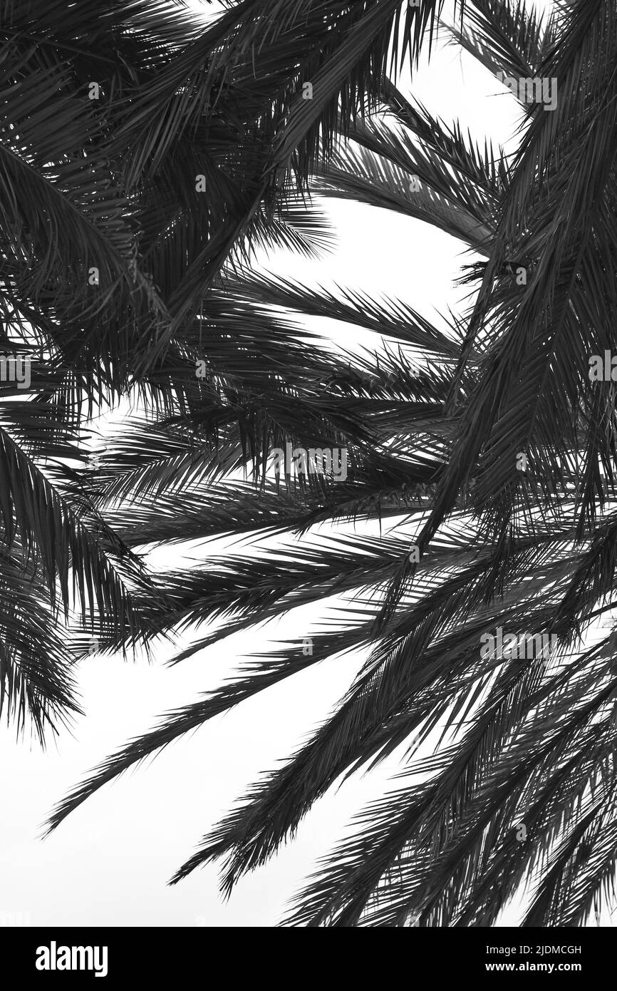Beautiful tropical palm tree growing in the sunny garden in black and ...