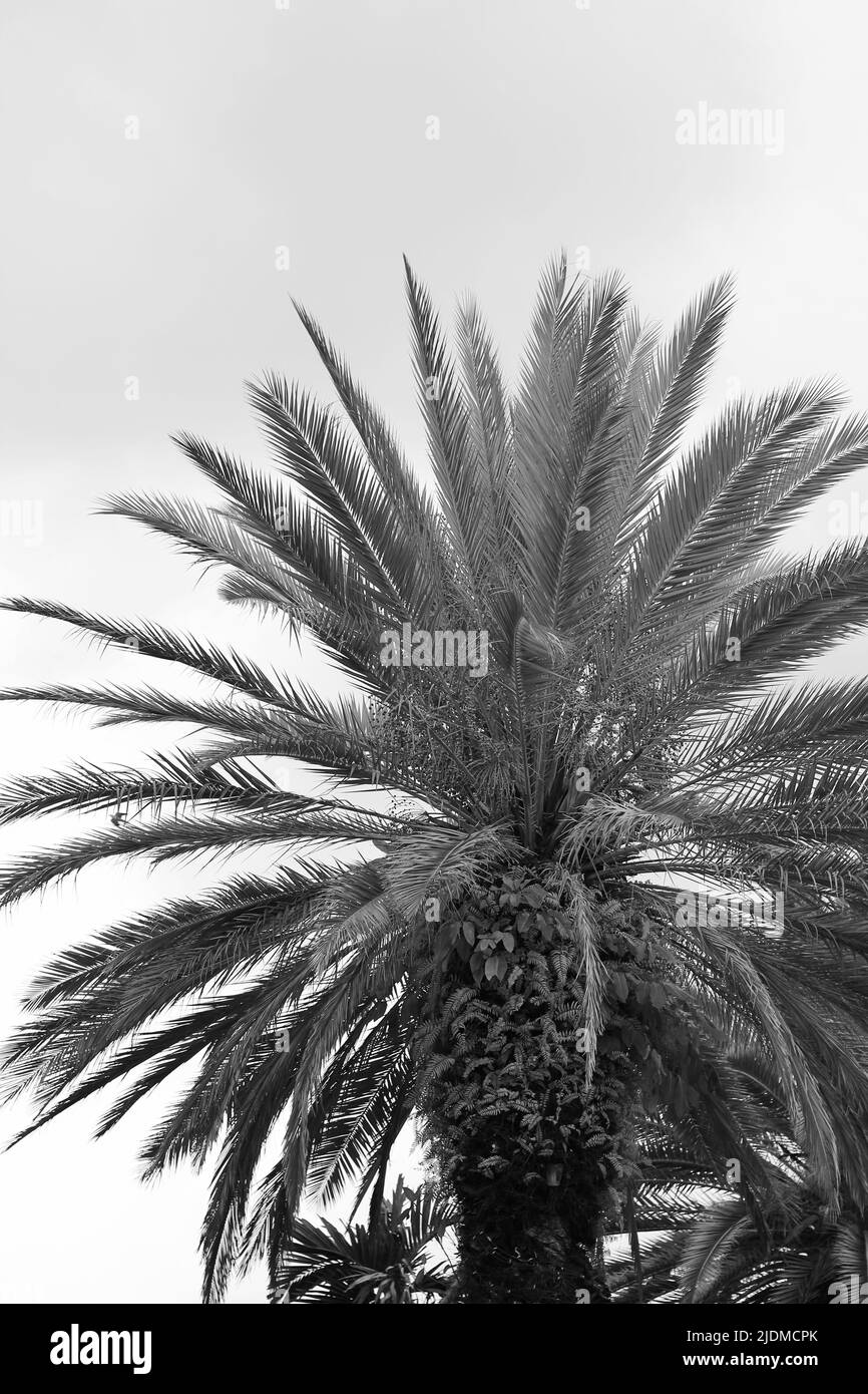 Beautiful tropical palm tree growing in the sunny garden in black and ...