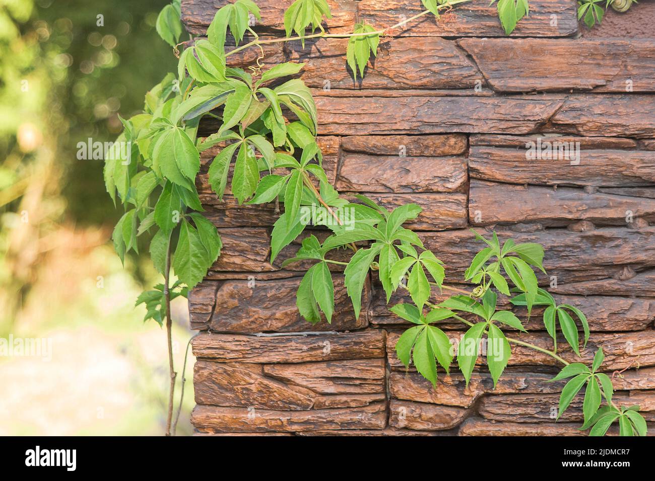 Ivy plant green wall decoration home foliage nature architecture ...
