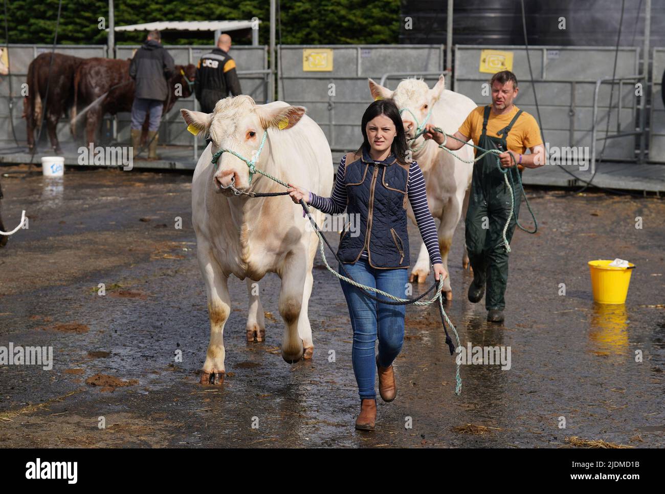 Cattle leave the cleaning bay during the Royal Highland Show at the ...