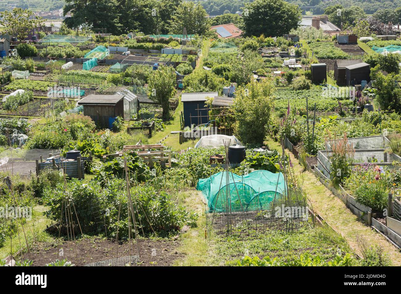 Allotments seen from Elizabethan walls, Berwick on Tweed ...