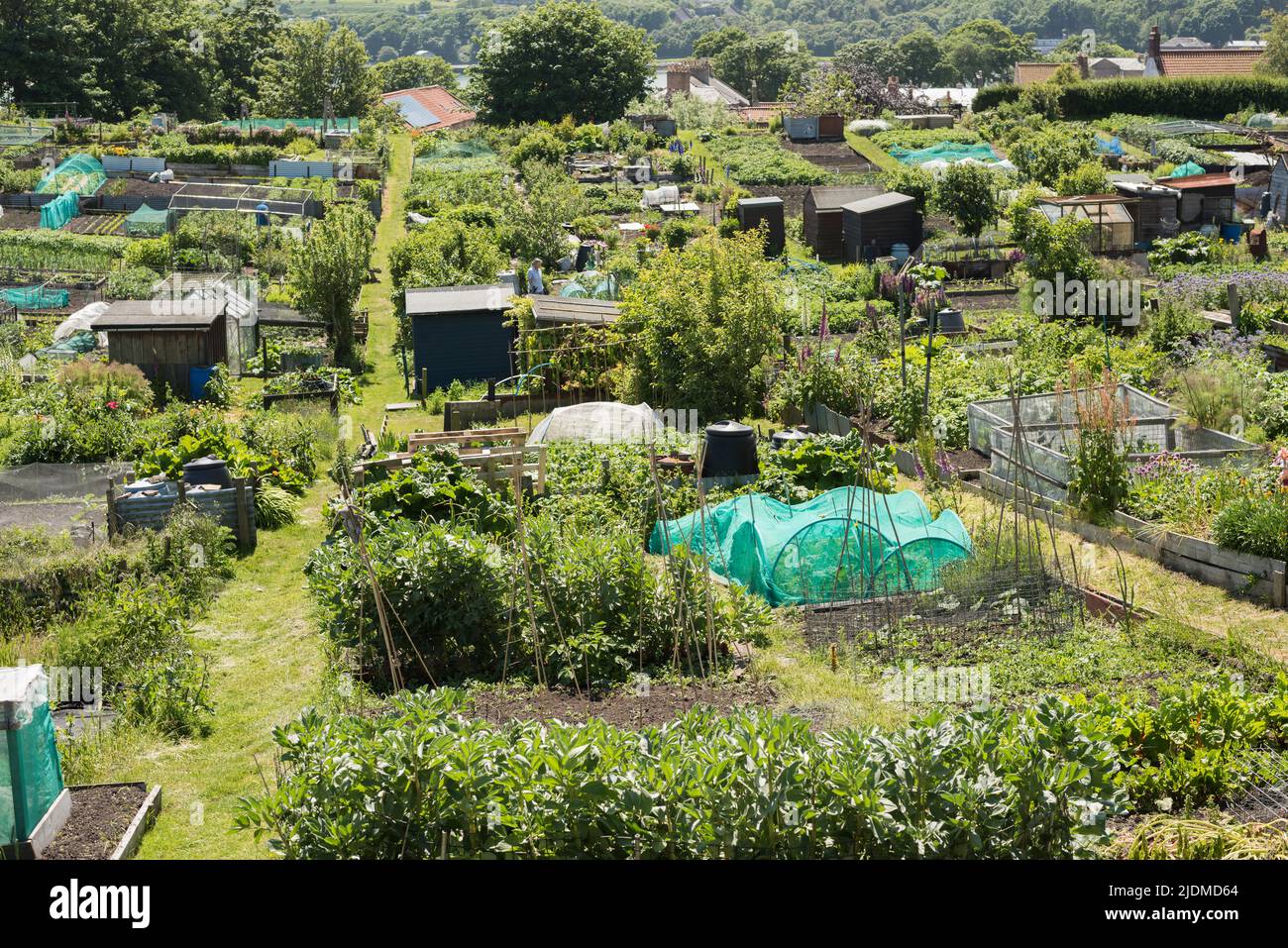 Allotments seen from Elizabethan walls, Berwick on Tweed, Northumberland England Stock Photo - Alamy
